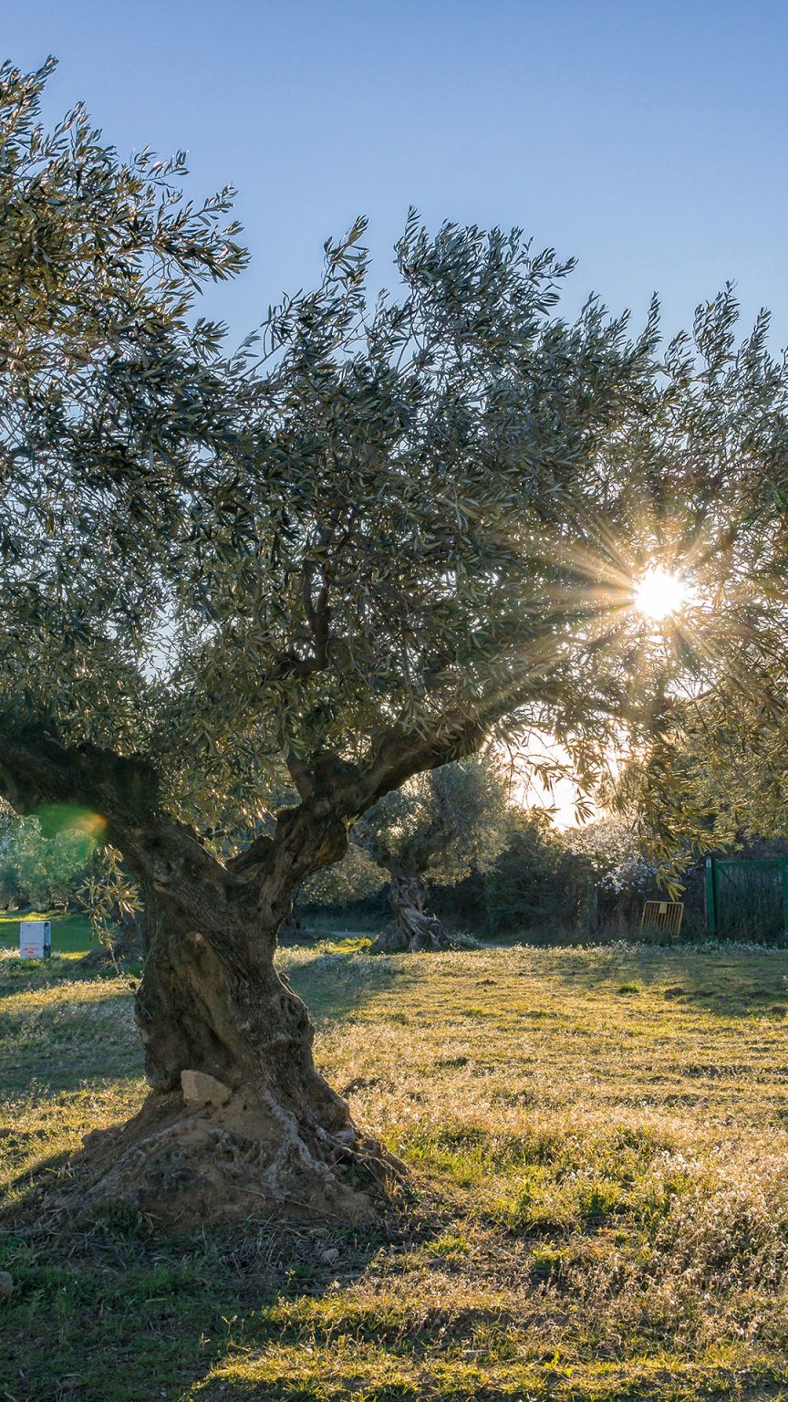 Miccio – Olive da tavola italiane di alta qualità